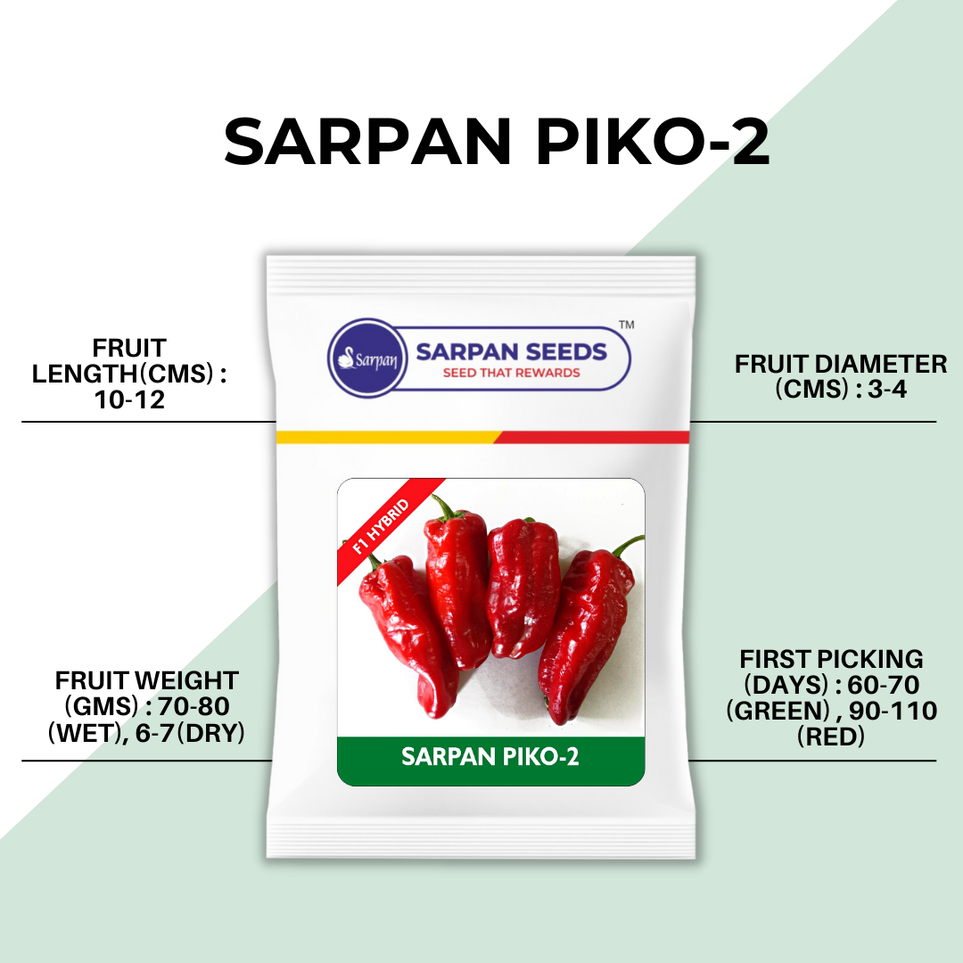 Sarpan Piko-2 Chilli Seeds | Red Chilli Seeds – Sarpan Seeds Sarpan Piko-2 Chilli Seeds | Red Chilli Seeds – Sarpan Seeds