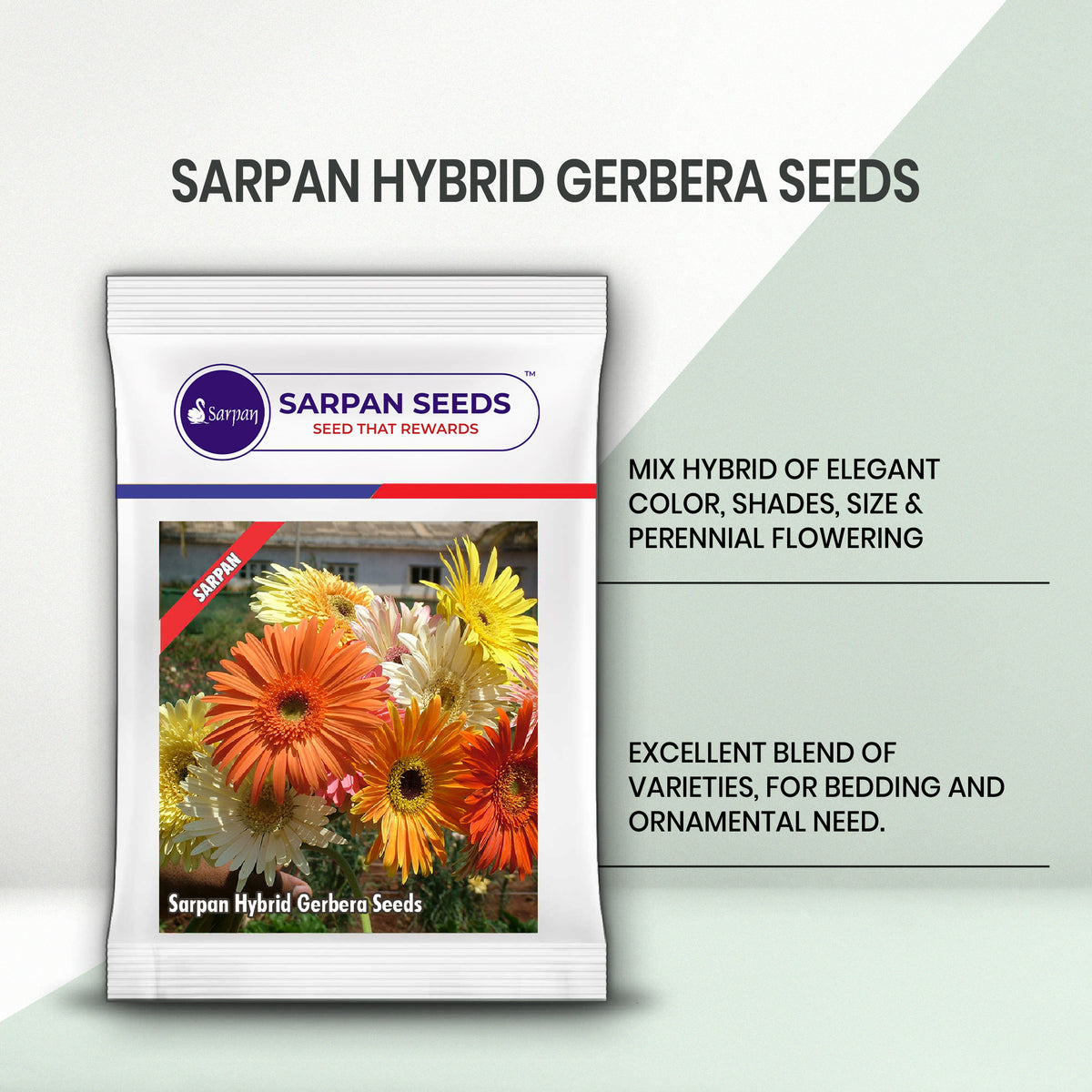 Sarpan Hybrid Gerbera Seeds – Sarpan Seeds