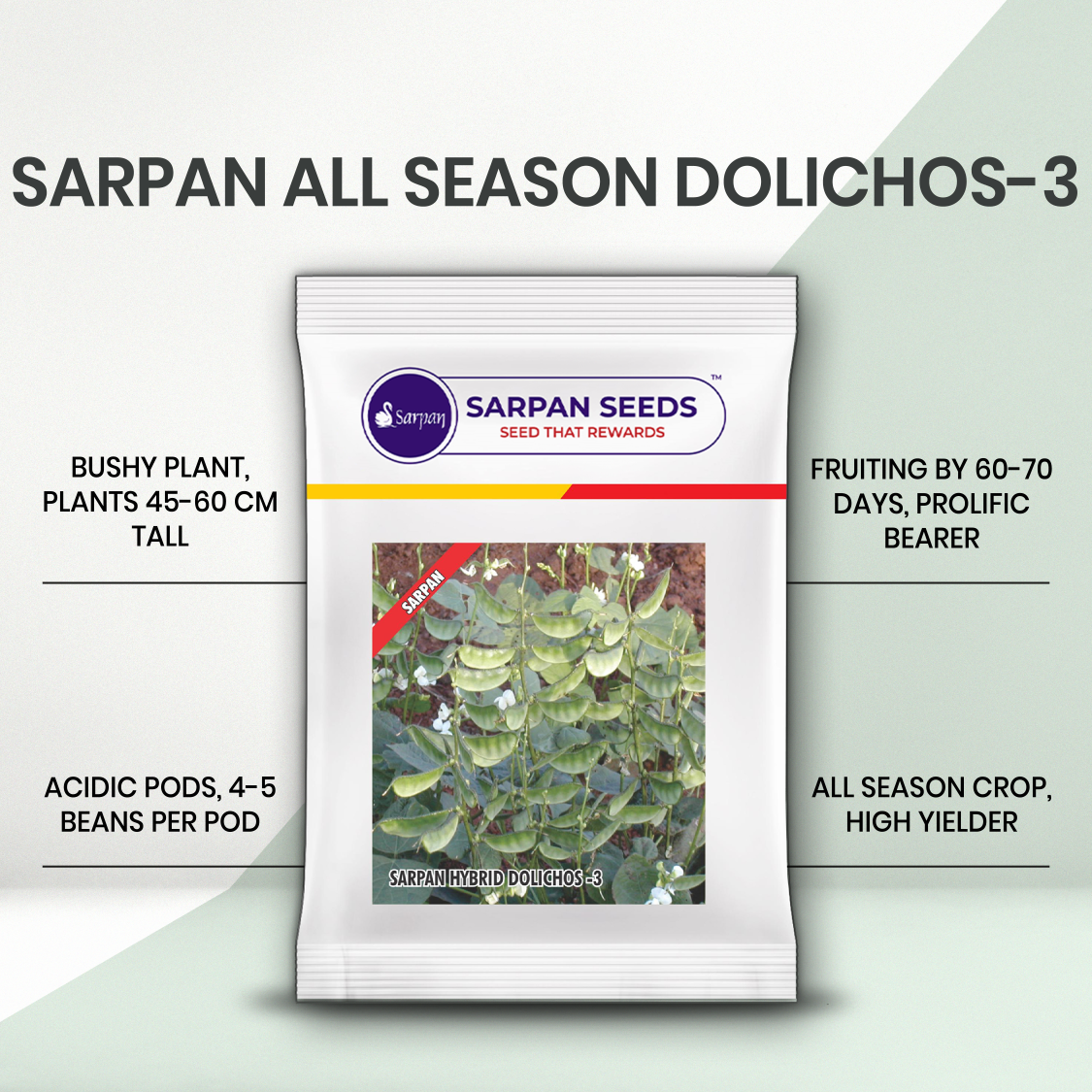 Sarpan All season Dolichos-3 – Sarpan Seeds