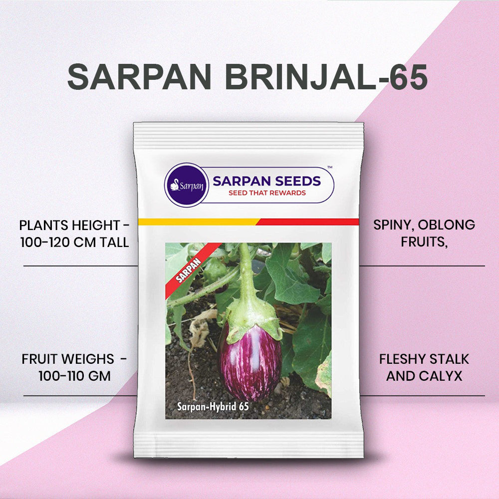 Sarpan F1 Brinjal - 65 – Sarpan Seeds