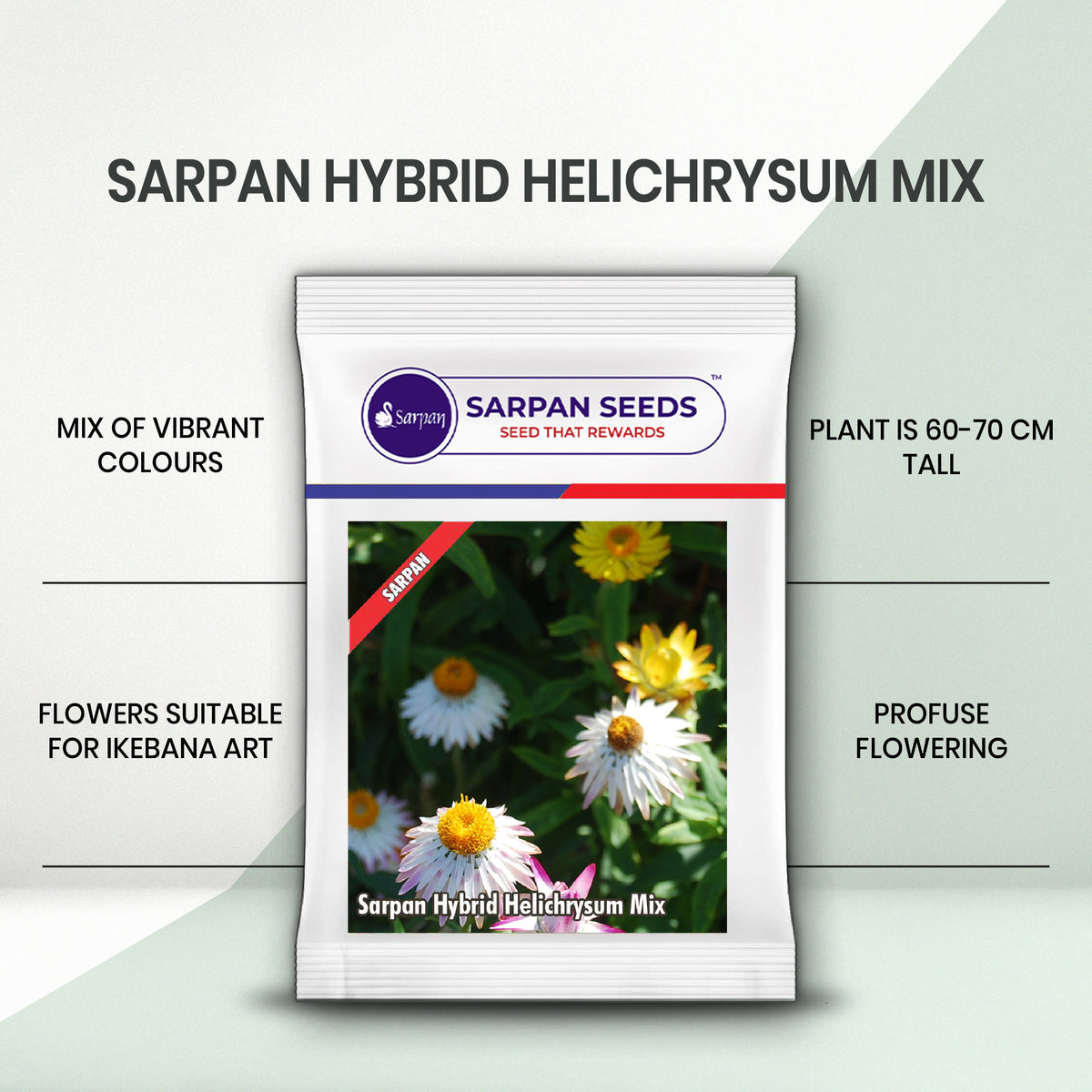 Sarpan Hybrid Helichrysum Mix – Sarpan Seeds